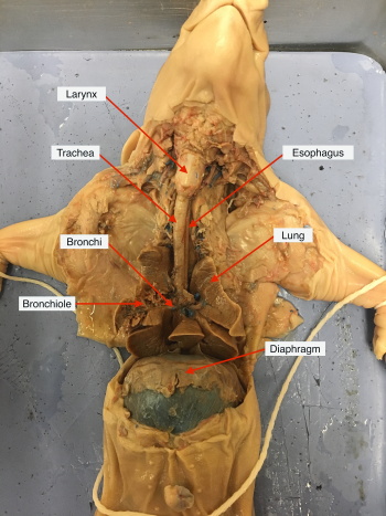 Gas Exchange and Respiratory System – Biology Laboratory Manual