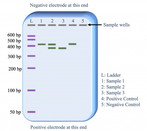 PCR and Gel Electrophoresis – Genetics, Agriculture, and Biotechnology
