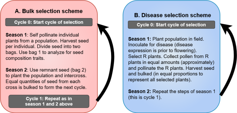 Chapter 6: Breeding Methods – Crop Improvement