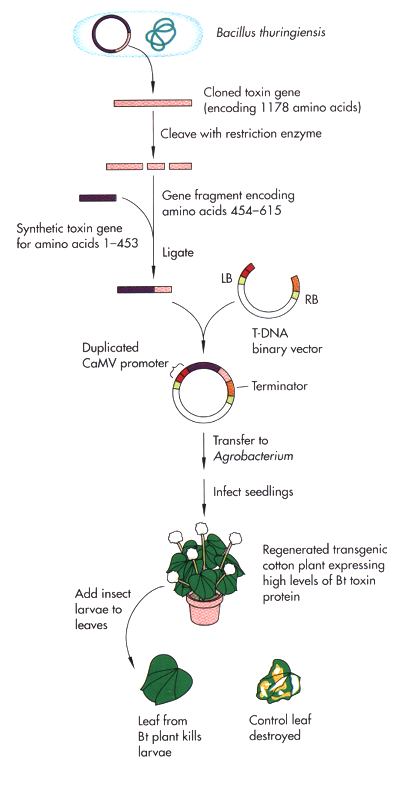 Novel Traits from Molecular Genetics and Biotechnology – Plant Breeding ...